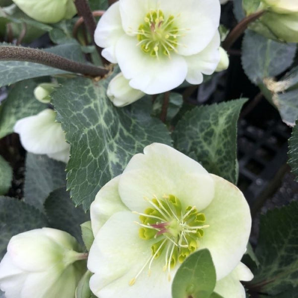 HELLEBORUS MOONDANCE – Knippel Garden Centre