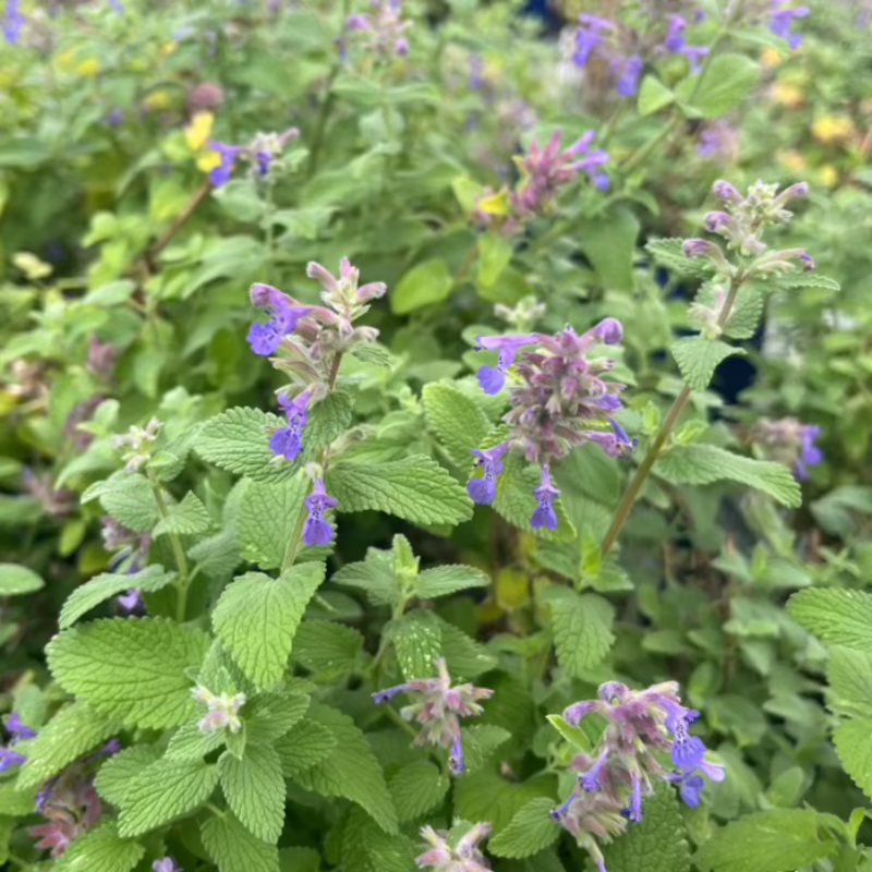 NEPETA NOVA BLUE – Knippel Garden Centre