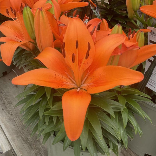 LILIUM MATRIX ORANGE – Knippel Garden Centre