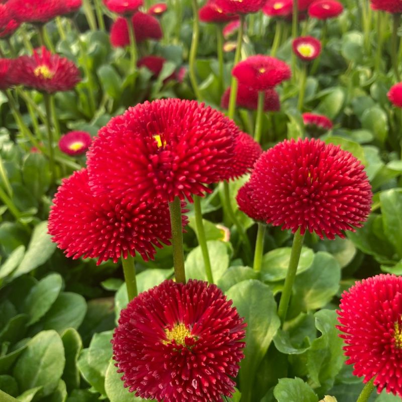 BELLIS TASSO RED – Knippel Garden Centre