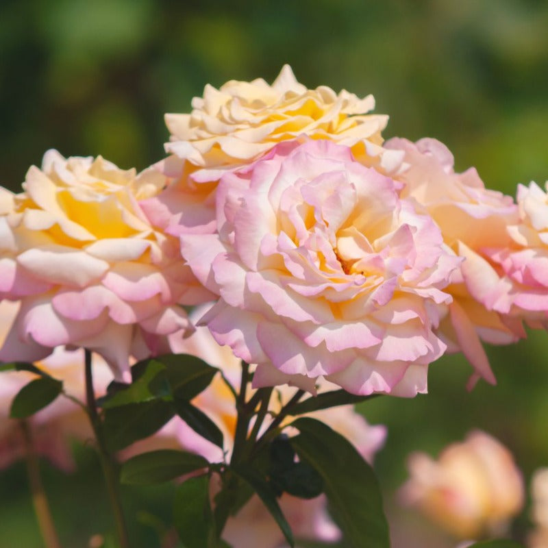 ROSE HYBRID TEA PEACE – Knippel Garden Centre