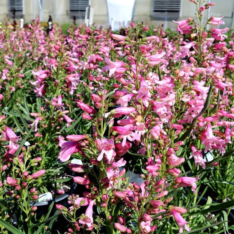 PENSTEMON PRISTINE DEEP ROSE – Knippel Garden Centre
