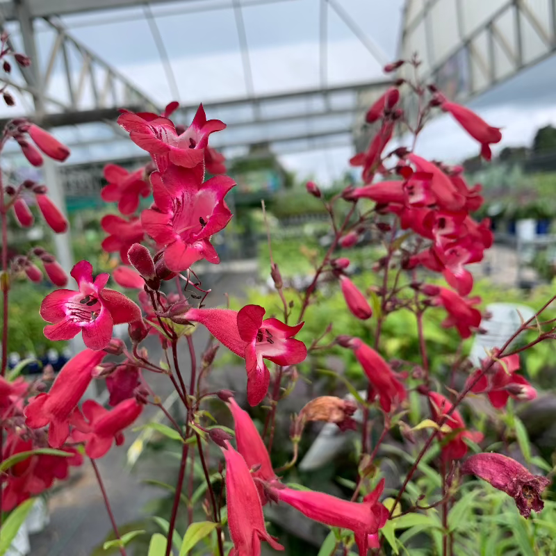 PENSTEMON MISSIONBELLS DEEP ROSE – Knippel Garden Centre