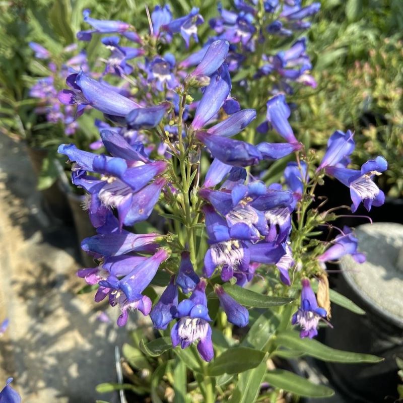PENSTEMON PRISTINE BLUE – Knippel Garden Centre