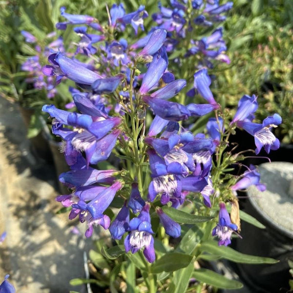 PENSTEMON PRISTINE BLUE – Knippel Garden Centre