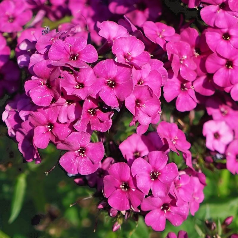 PHLOX EARLY MAGENTA – Knippel Garden Centre