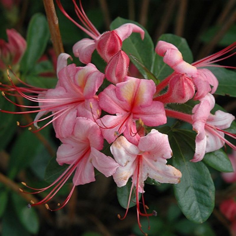 AZALEA PINK AND SWEET – Knippel Garden Centre