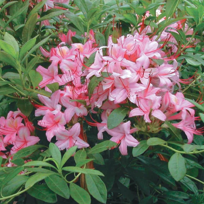 AZALEA PINK AND SWEET – Knippel Garden Centre