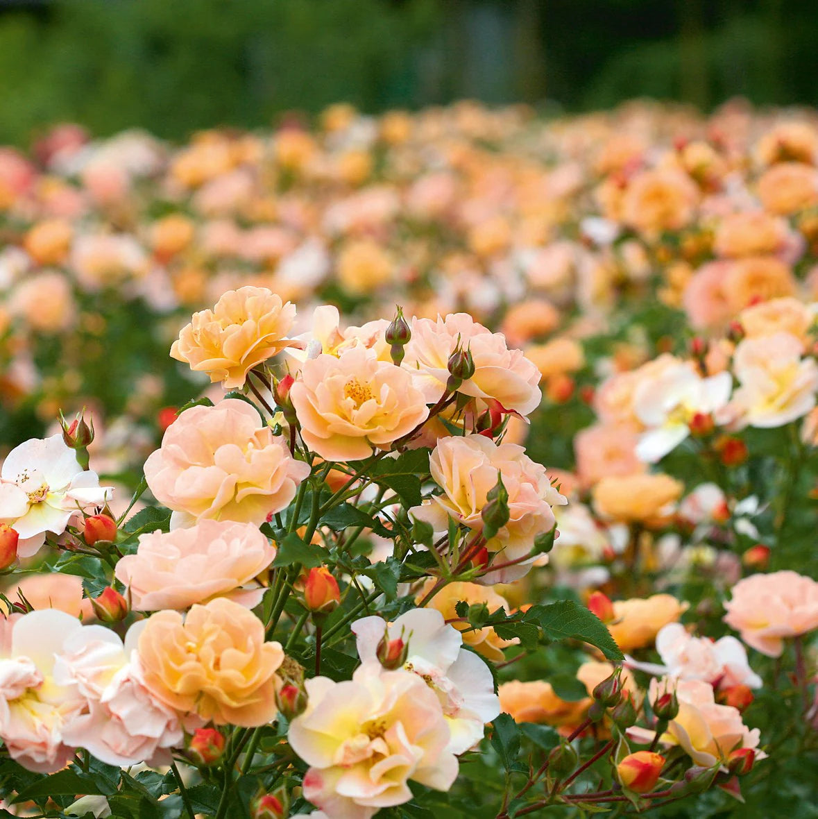 ROSE FLOWER CARPET PEACH – Knippel Garden Centre