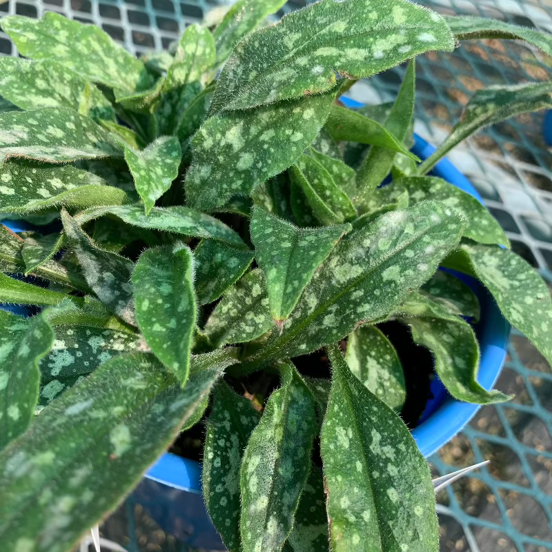 PULMONARIA TWINKLE TOES – Knippel Garden Centre