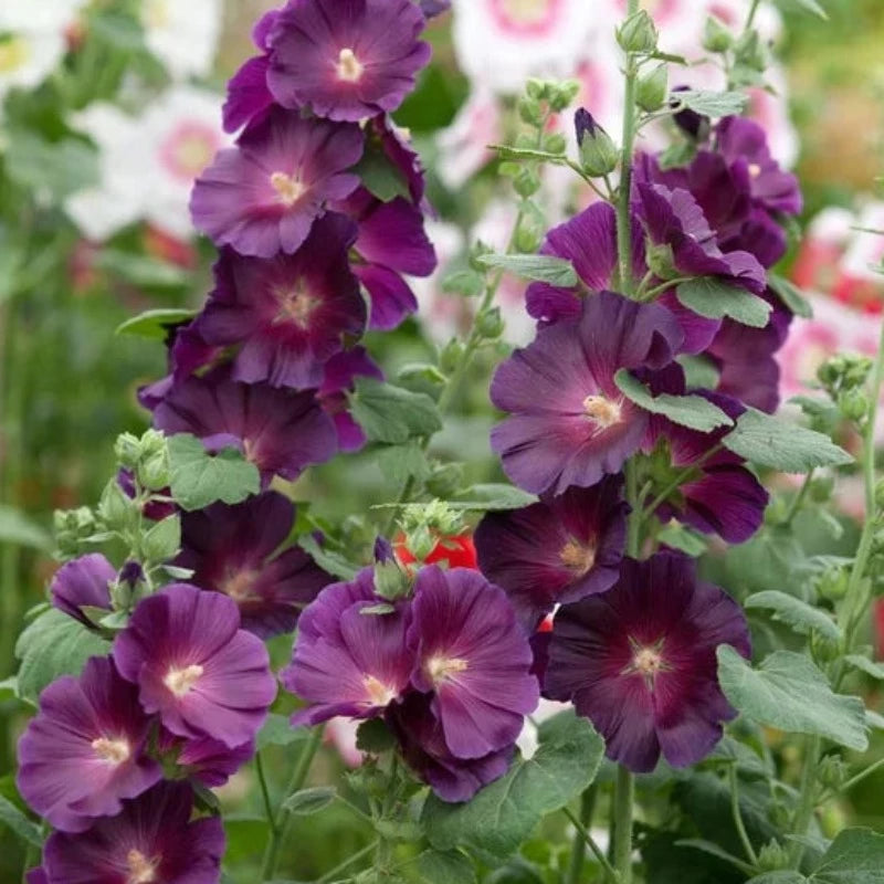 ALCEA SPOTLIGHT PURPLE RAIN – Knippel Garden Centre