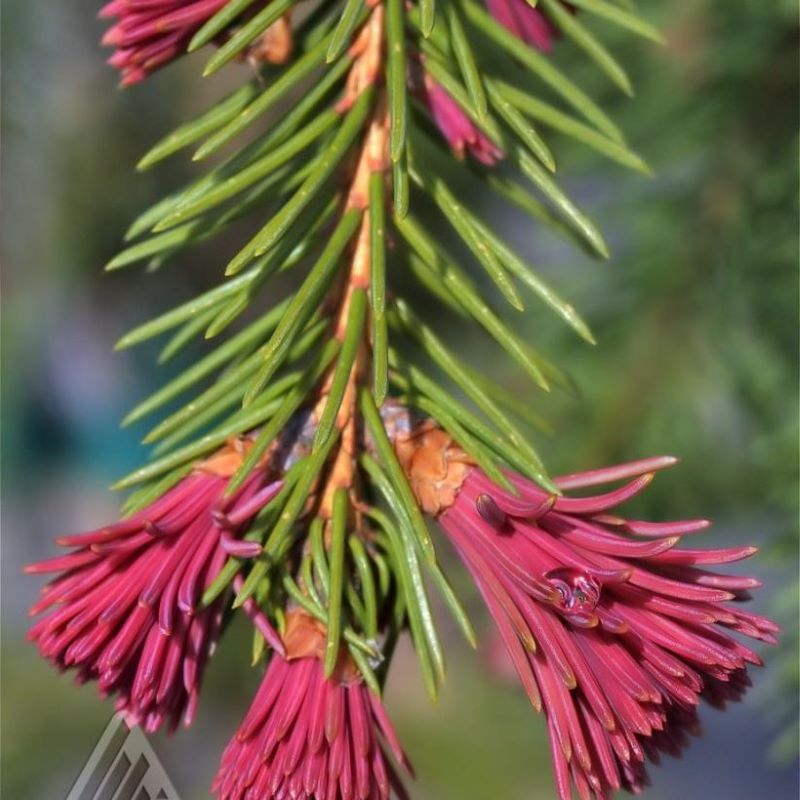SPRUCE RED-TIPPED NORWAY – Knippel Garden Centre