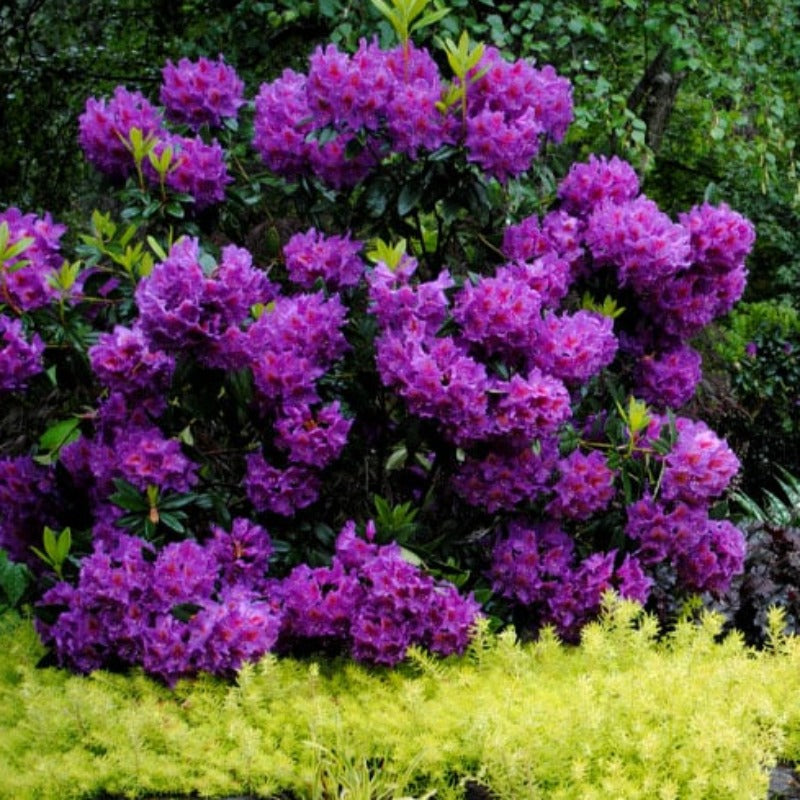 RHODODENDRON PURPLE PASSION – Knippel Garden Centre