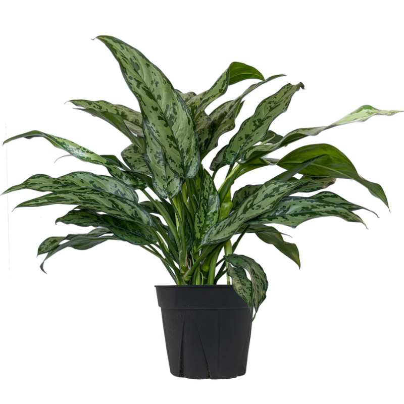 AGLAONEMA ROMEO – Knippel Garden Centre