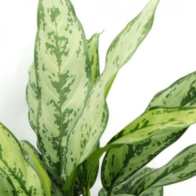 AGLAONEMA ROMEO – Knippel Garden Centre