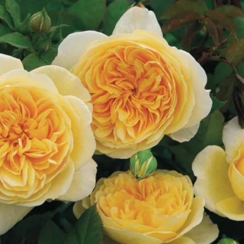 ROSE AUSTIN TEASING GEORGIA – Knippel Garden Centre