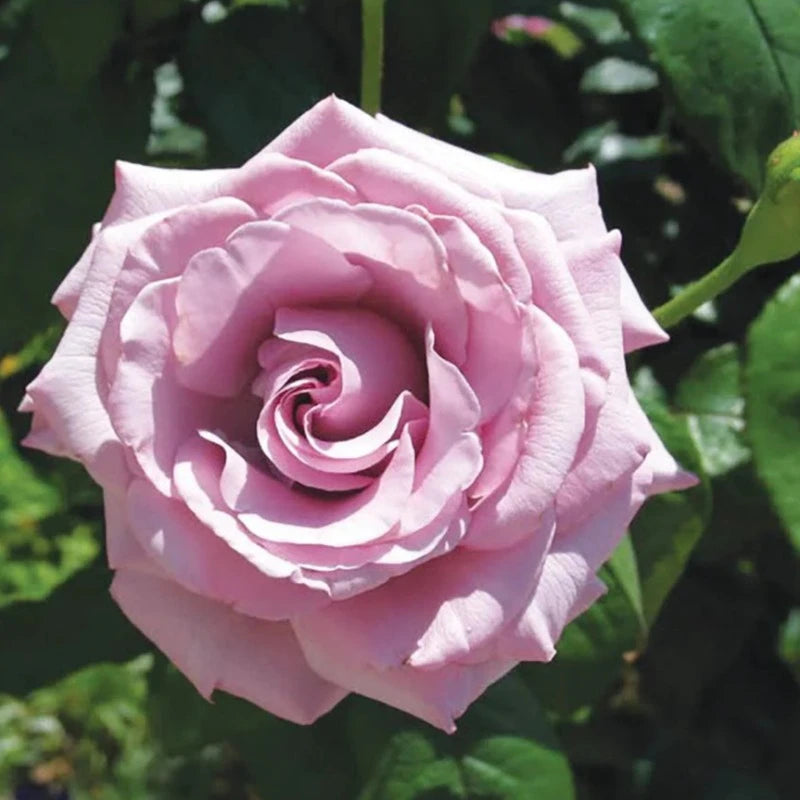 ROSE HYBRID TEA NEPTUNE – Knippel Garden Centre