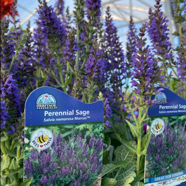 View Early Spring Flowering Perennials – Knippel Garden Centre
