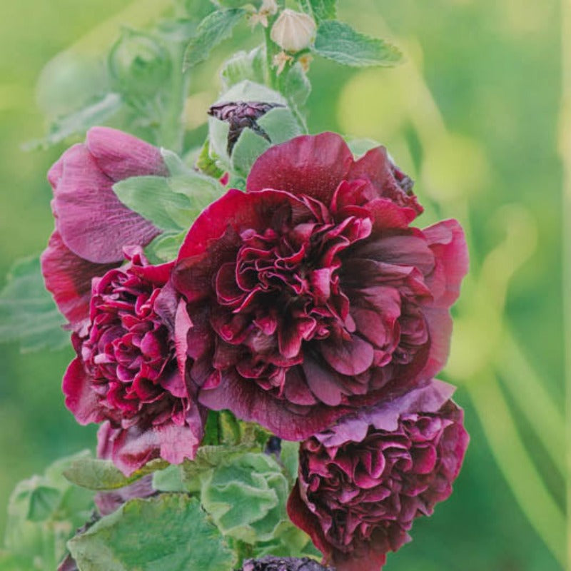 ALCEA DOUBLE MAROON – Knippel Garden Centre