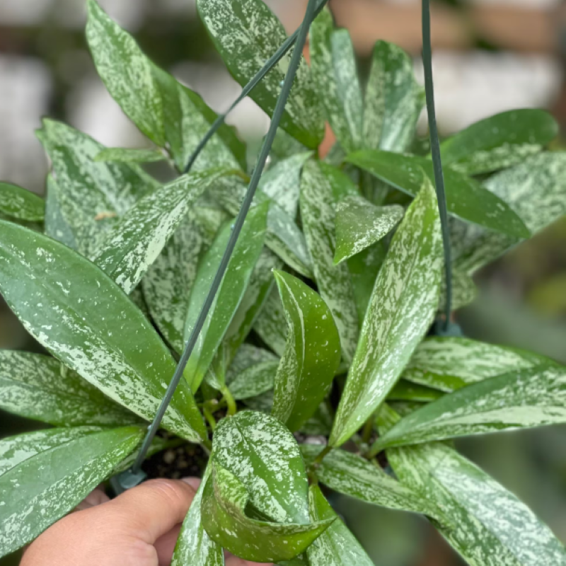 HOYA PUBICALYX SPECKLED – Knippel Garden Centre