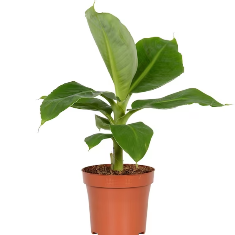 BANANA SUPER DWARF – Knippel Garden Centre
