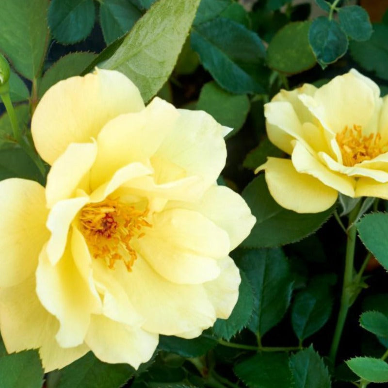 ROSE SHRUB YUKON SUN – Knippel Garden Centre