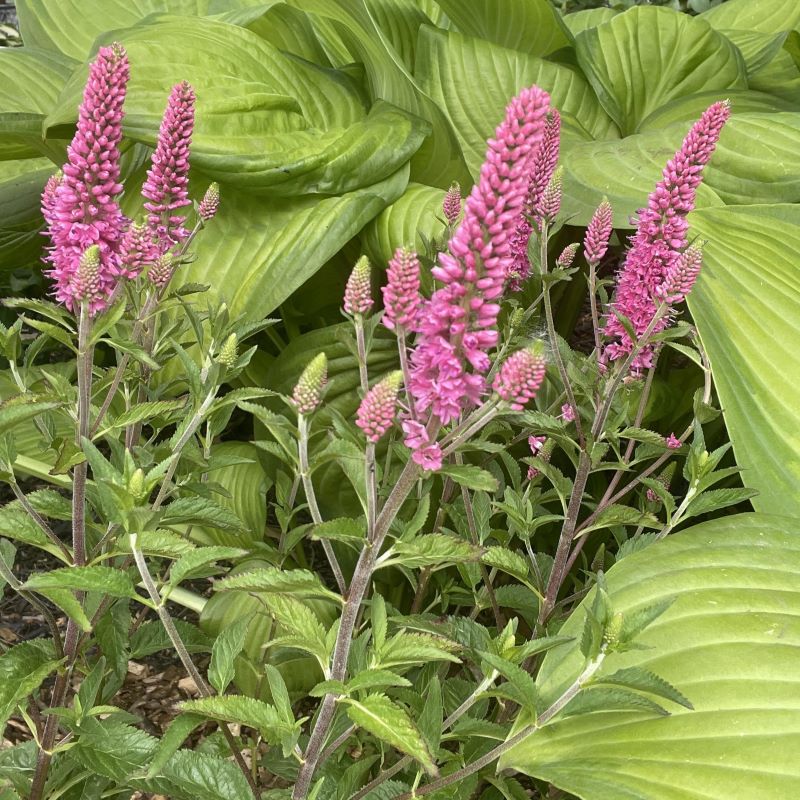 VERONICA FIRST LOVE – Knippel Garden Centre