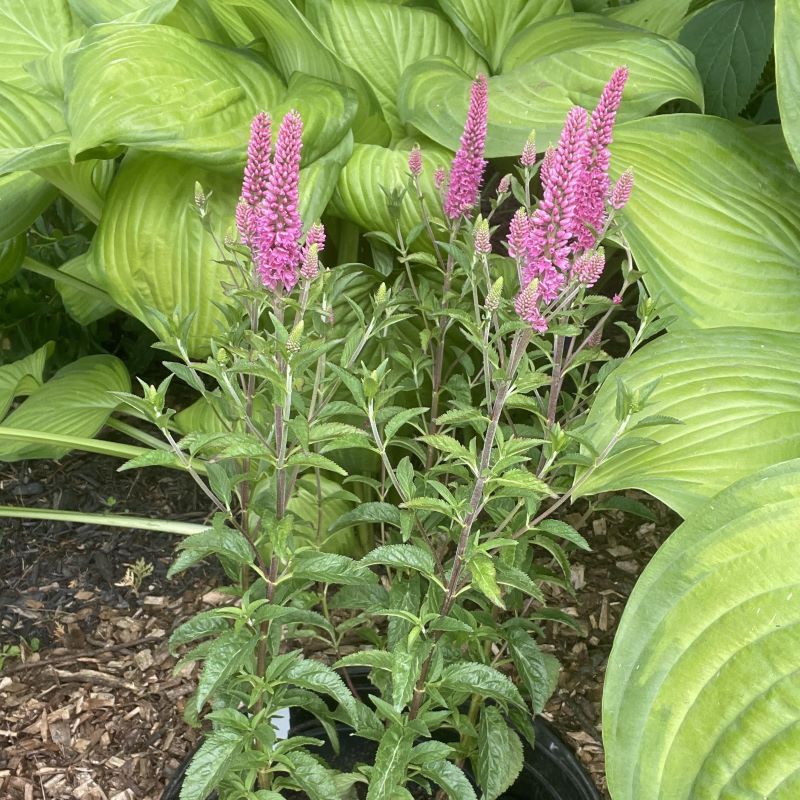 VERONICA FIRST LOVE – Knippel Garden Centre