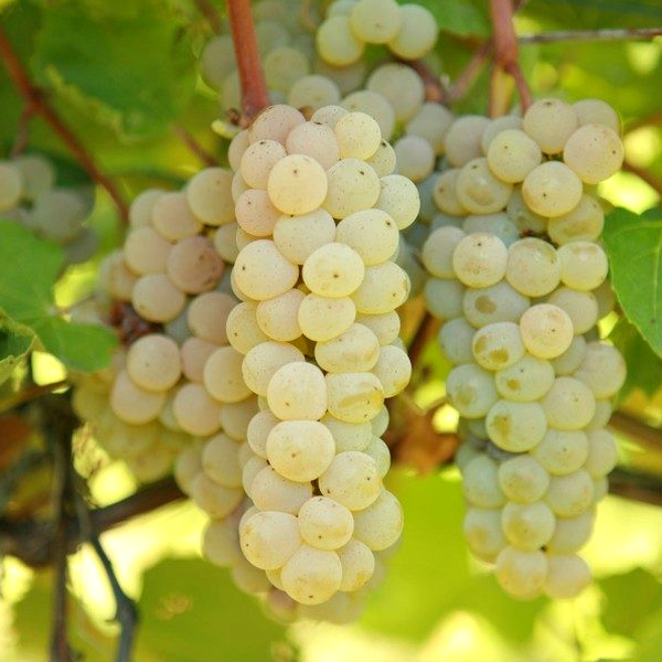 View Vines – Knippel Garden Centre