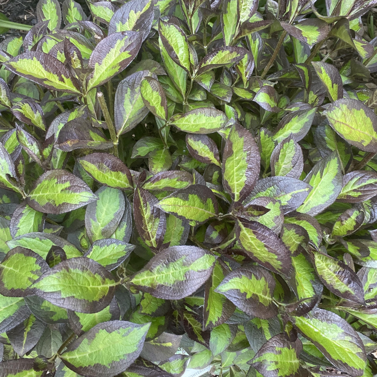 WEIGELA VINHO VERDE PW – Knippel Garden Centre