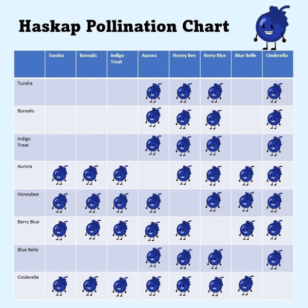 HASKAP POLAR JEWEL – Knippel Garden Centre