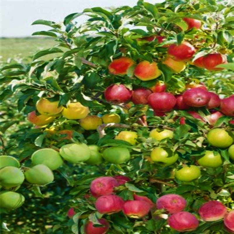APPLE COMBO – Knippel Garden Centre