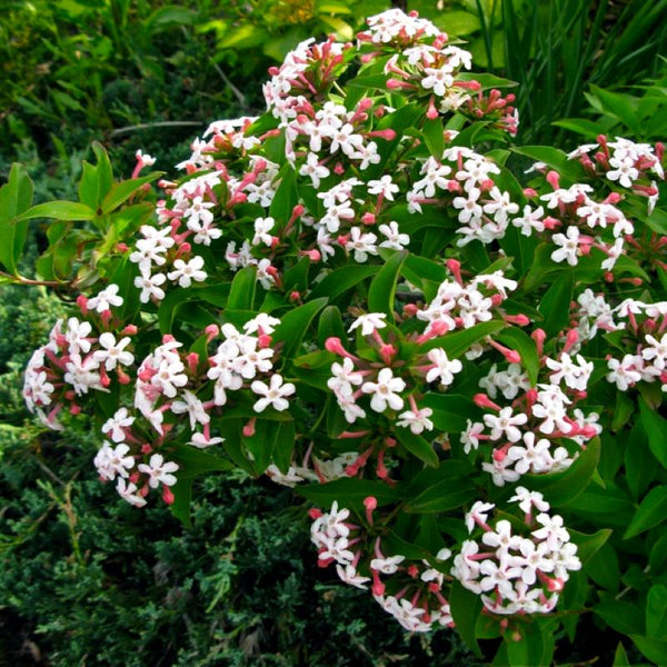 FLOWERING SHRUBS – Knippel Garden Centre
