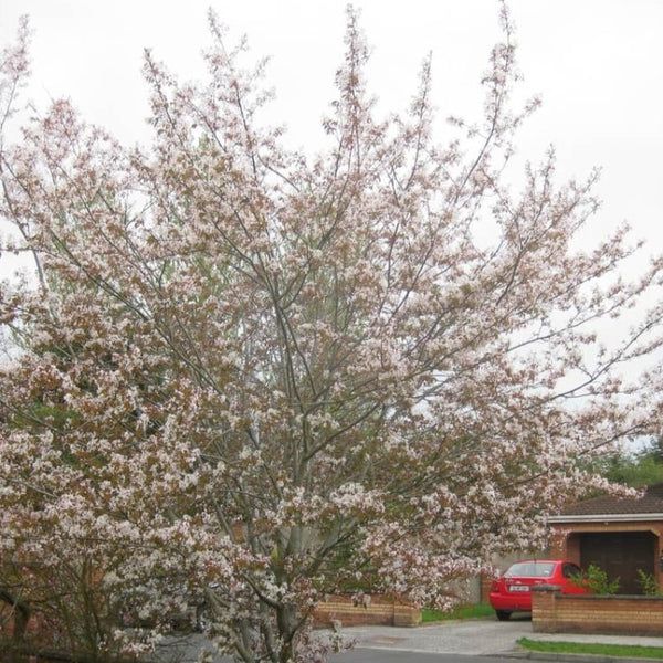 Flowering Trees – Knippel Garden Centre