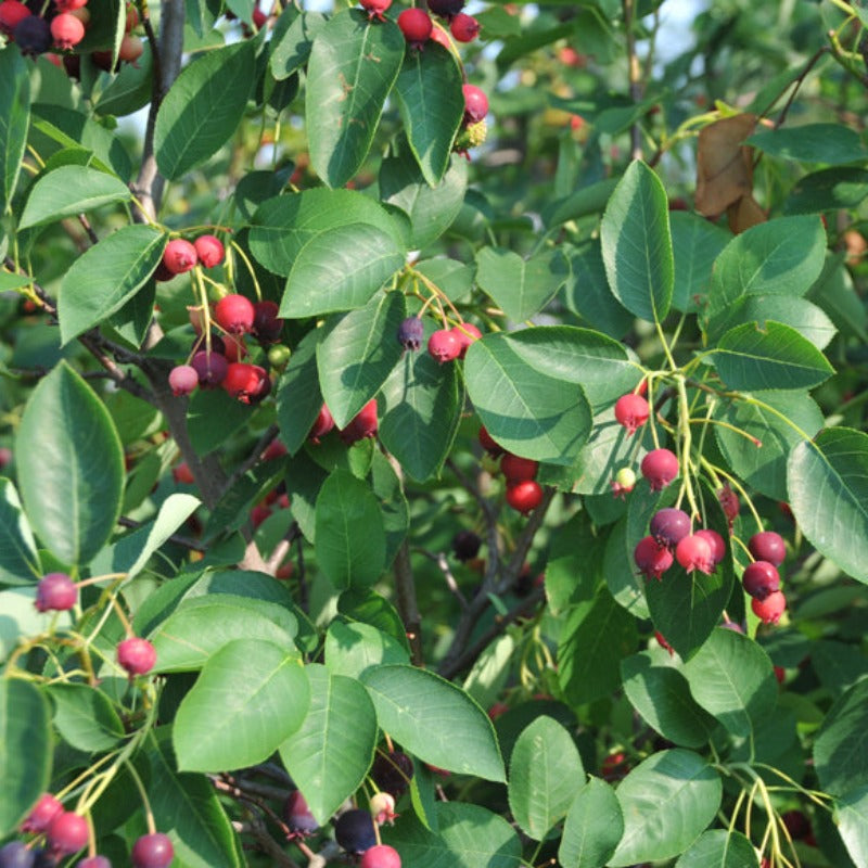 SERVICEBERRY AUTUMN BRILLIANCE – Knippel Garden Centre