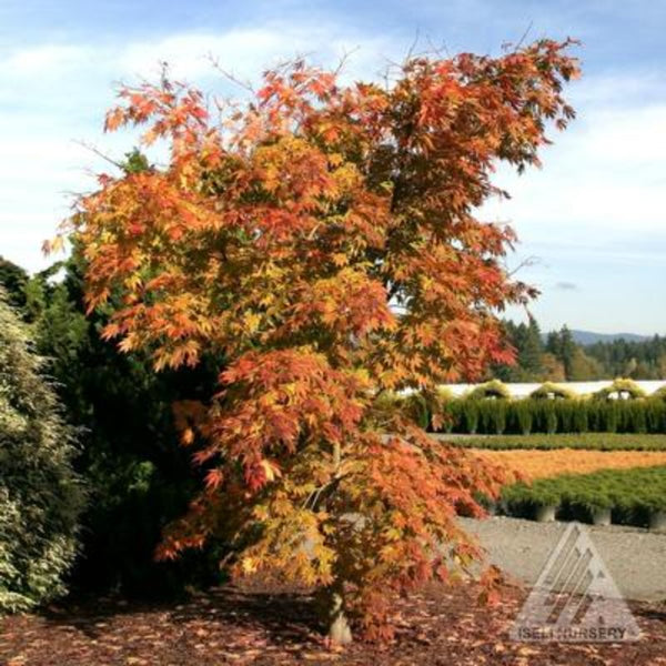 MAPLE ARCTIC JADE – Knippel Garden Centre