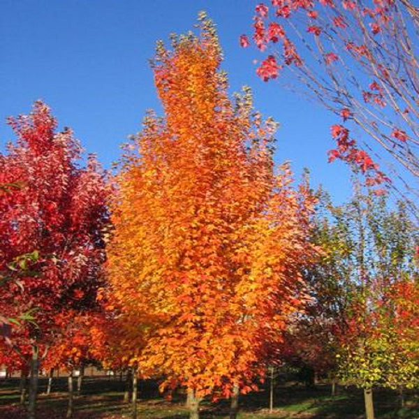 Columnar Trees – Knippel Garden Centre
