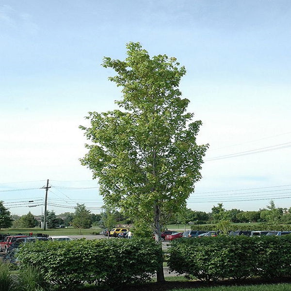 Columnar Trees – Knippel Garden Centre