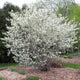 SERVICEBERRY AUTUMN BRILLIANCE – Knippel Garden Centre