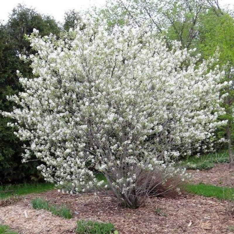 SERVICEBERRY AUTUMN BRILLIANCE – Knippel Garden Centre
