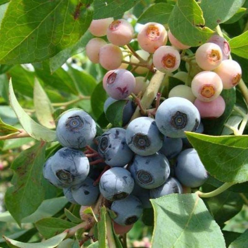 BLUEBERRY 3 IN 1 – Knippel Garden Centre
