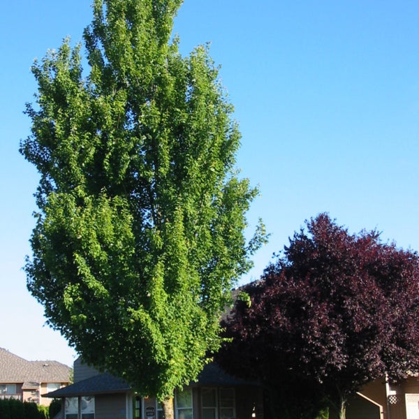 Columnar Trees – Knippel Garden Centre