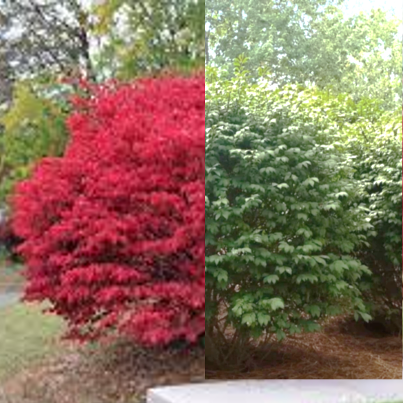 BURNING BUSH DWARF – Knippel Garden Centre