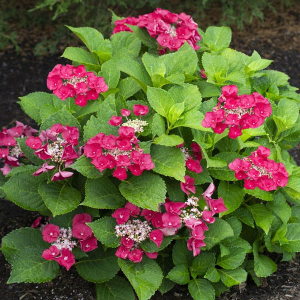 HYDRANGEA CHERRY EXPLOSION – Knippel Garden Centre
