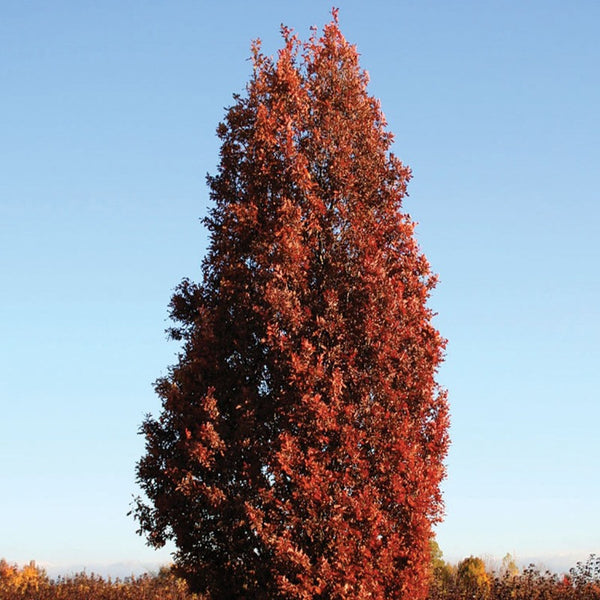 OAK CRIMSON SPIRE – Knippel Garden Centre