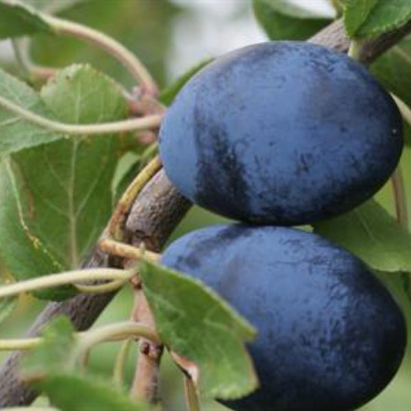 Fruit Trees – Knippel Garden Centre