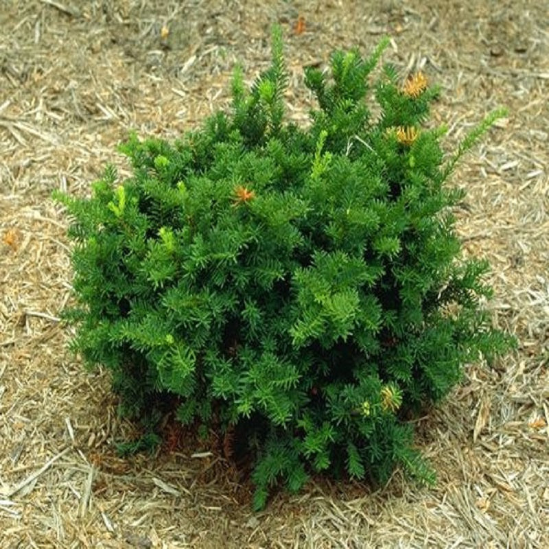 YEW DWARF JAPANESE – Knippel Garden Centre