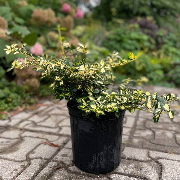 EUONYMUS MOONSHADOW – Knippel Garden Centre