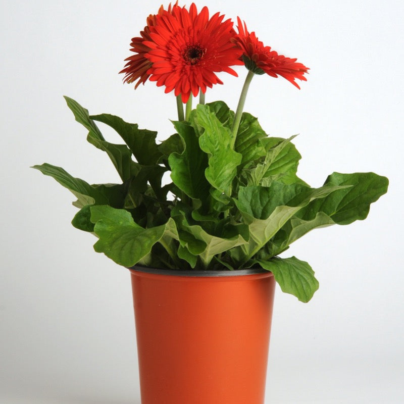 Gerbera - Red – Knippel Garden Centre