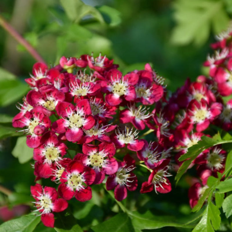 HAWTHORN CRIMSON CLOUD – Knippel Garden Centre